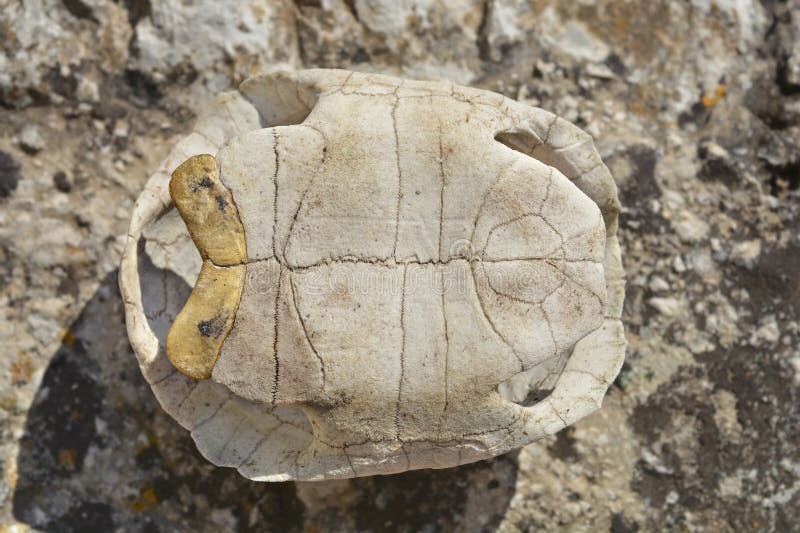 Mediterranean Tortoise Shell Stock Image - Image of testudo, nature ...