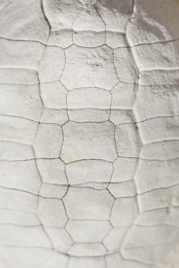 Mediterranean Tortoise Shell Stock Photo - Image of detail, nature ...