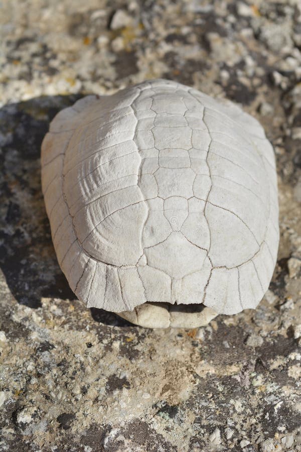 Mediterranean Tortoise Shell Stock Image - Image of bone, faded: 340635631