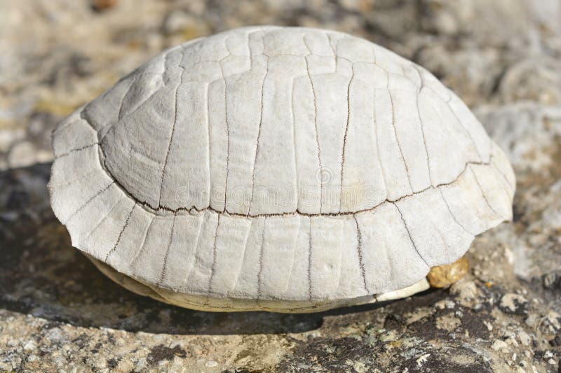 Mediterranean Tortoise Shell Stock Photo - Image of faded, texture ...