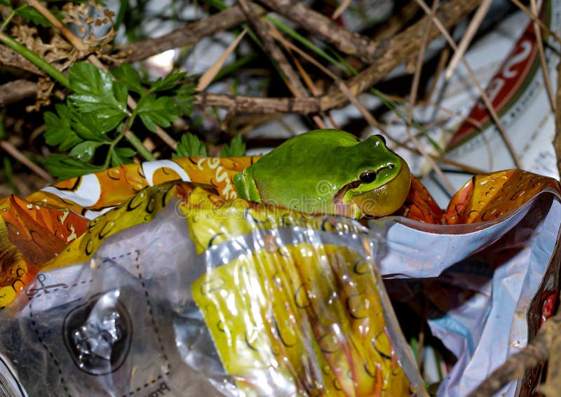 Frog in the Garbage River. Environmental Pollution Stock Photo - Image ...