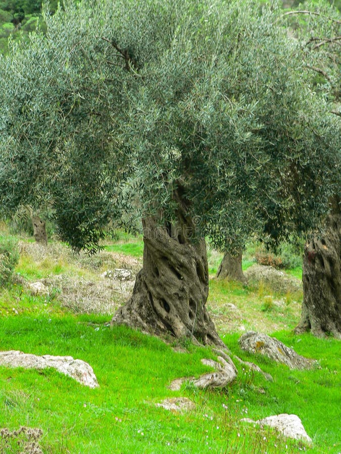 Mediterranean Trees. Ficus Carica L. 1753 Stock Image - Image of insect ...