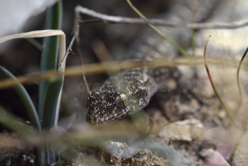 Mediterranean or Turkish Gecko Stock Photo - Image of lizard, turcicus ...