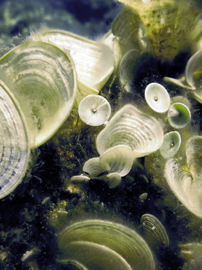 Mediterranean Umbrella Algae and Brown Algae Peacockâ€™s Tail Stock ...