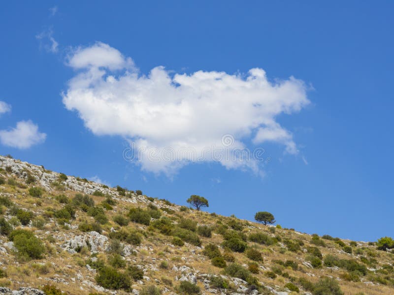 Mediterranean vegetation stock photo. Image of mediterranean - 99283248