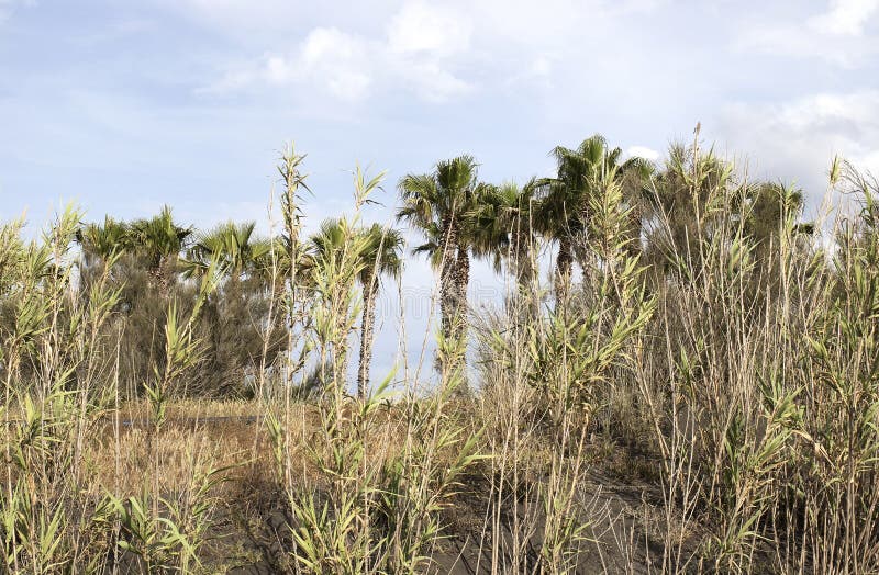 Mediterranean vegetation stock image. Image of trees - 322932123