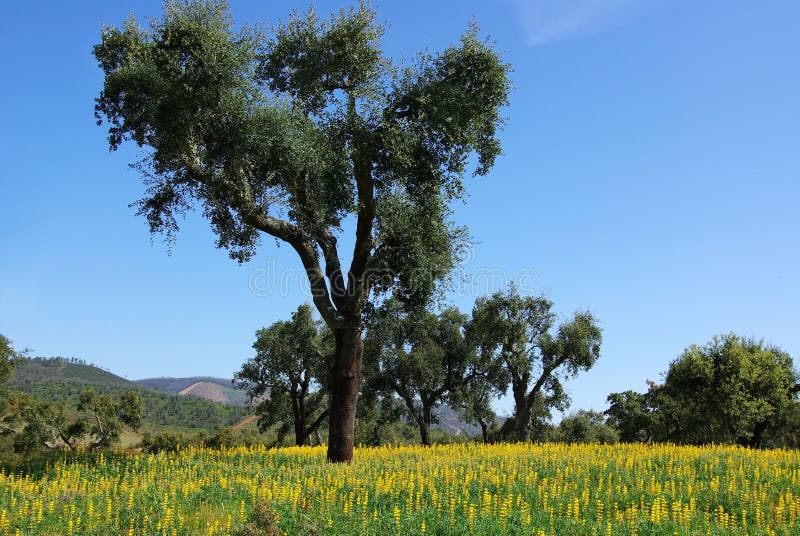 Oak Forest at Mediterranean Region Stock Photo - Image of farm, flora ...