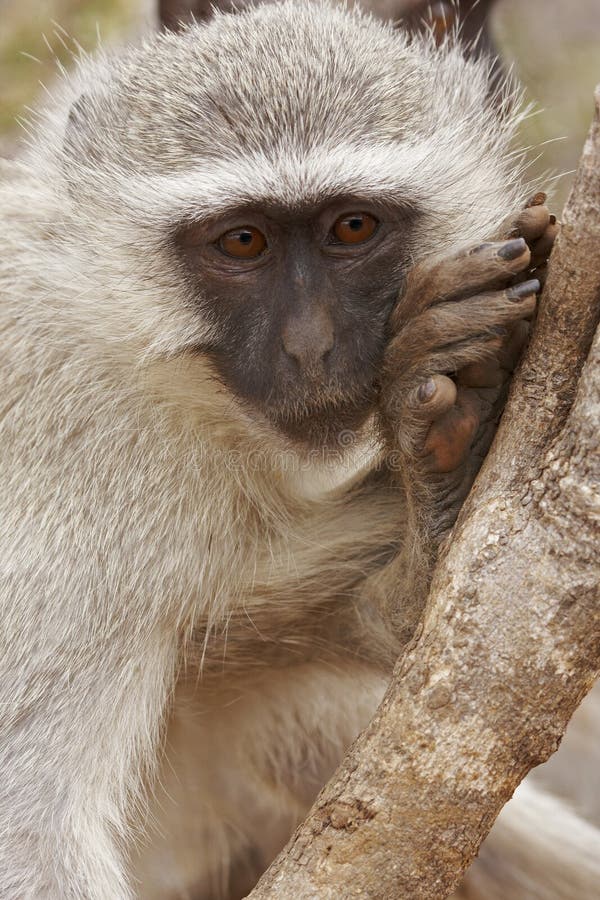Meditierender Affe Nach Dem See Stockfoto - Bild von meditieren ...