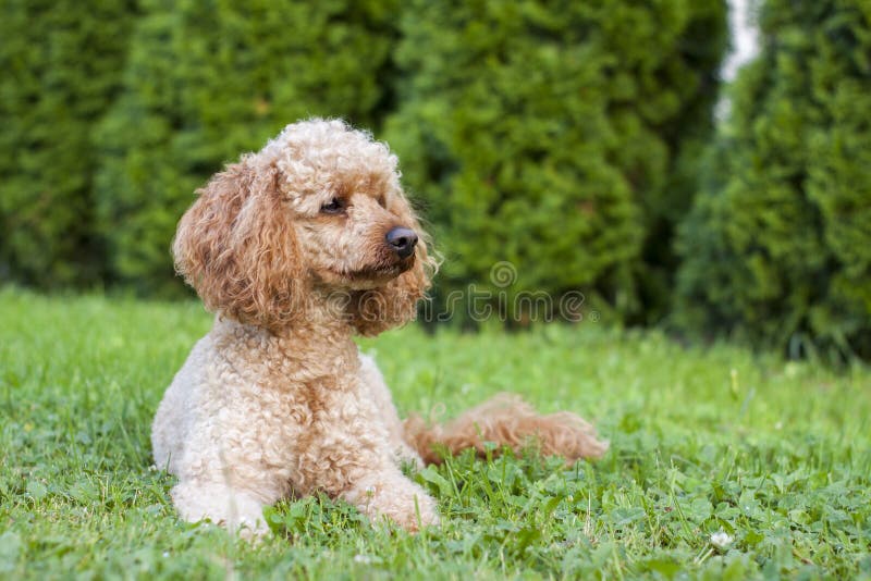 Medium Apricot-colored Poodle Lying on the Grass Surrounded by Greenery ...