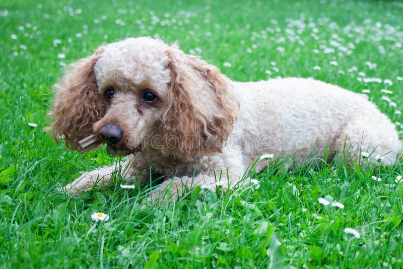 Medium Apricot Colored Poodle Lying on the Grass. Stock Photo - Image ...