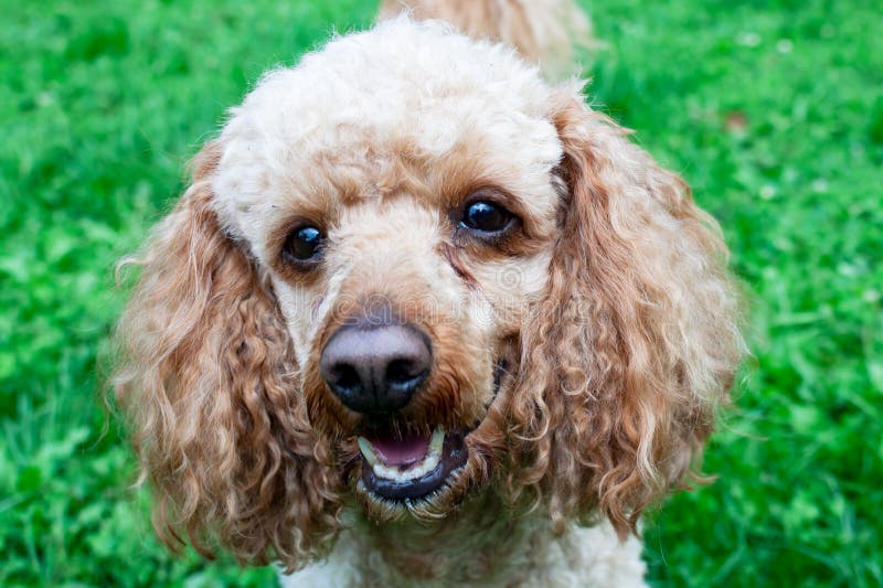 Medium Apricot Colored Poodle Lying on the Grass. Stock Photo - Image ...