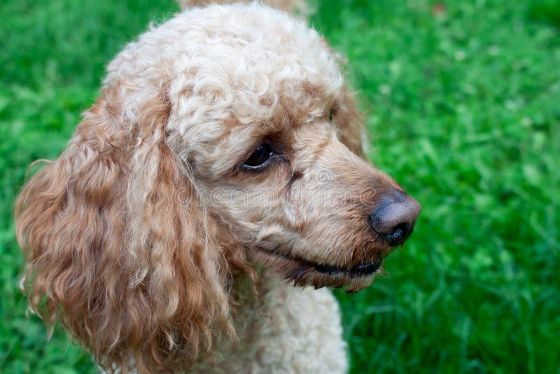 Medium Apricot Colored Poodle Lying on the Grass. Stock Photo - Image ...