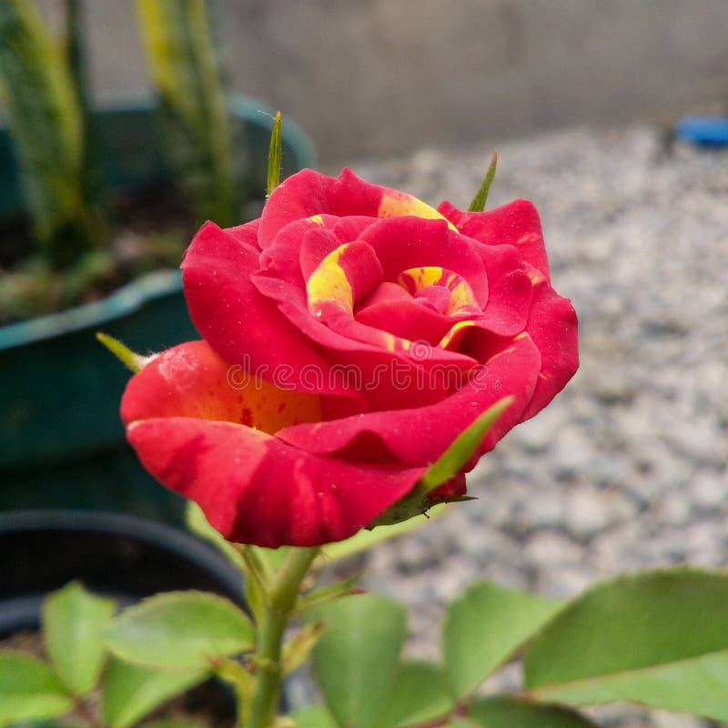 Medium Close Up Red Rose in the Garden Stock Image - Image of close ...