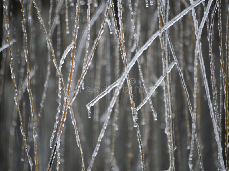Close Up of Willow Tree Twigs Covered with Ice Stock Photo - Image of ...