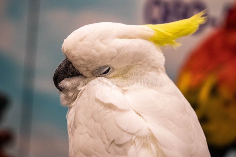 Cockatoo looking left stock photo. Image of branch, park - 5266504