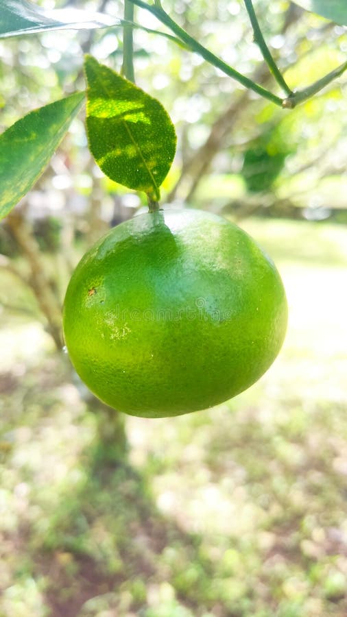 Medium green lemon fruit stock photo. Image of medium - 230549040