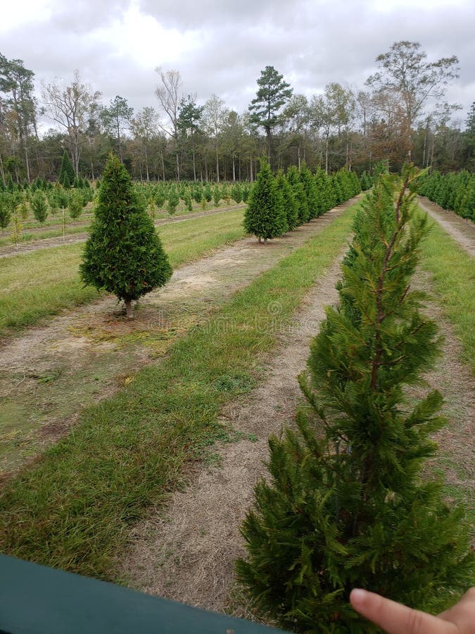 Medium Growing Christmas Trees Stock Image - Image of grass, growing ...