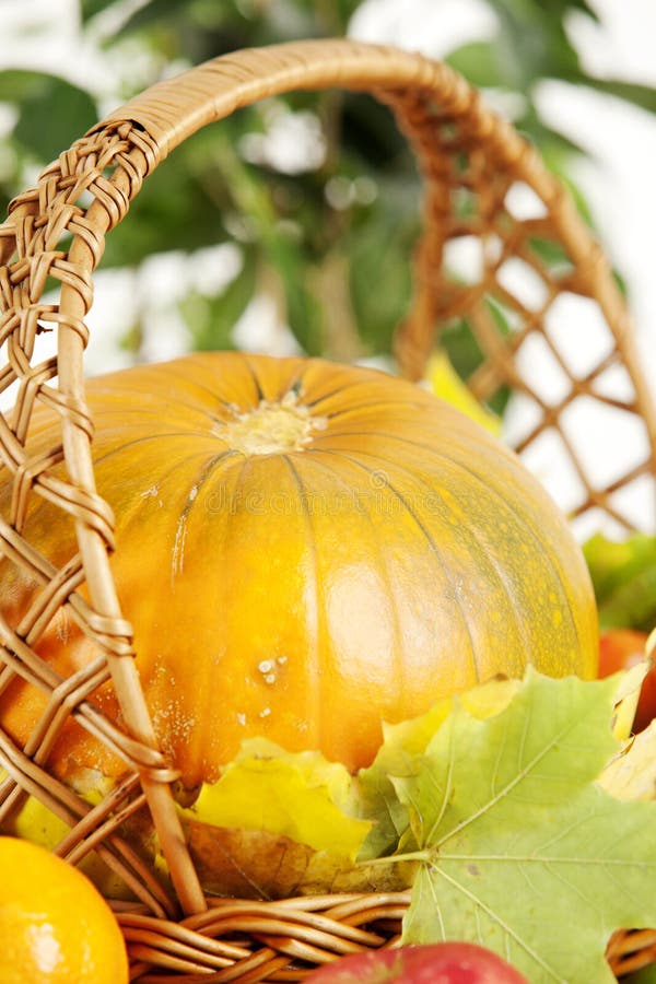 Medium Isolated Orange Pumpkins Stock Image - Image of plant, november ...