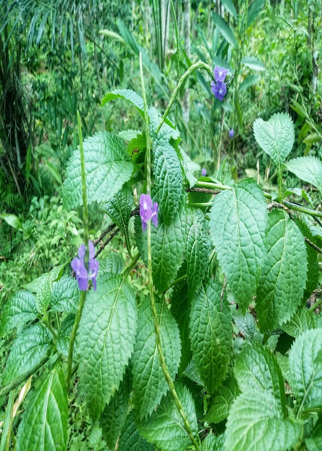 Medium Leafy Plant, Texture, Long and Small Flowering Stock Photo ...