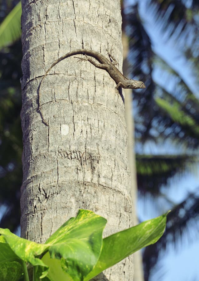 Medium Lizard in Wild Nature on Palm Tree Stock Photo - Image of exotic ...