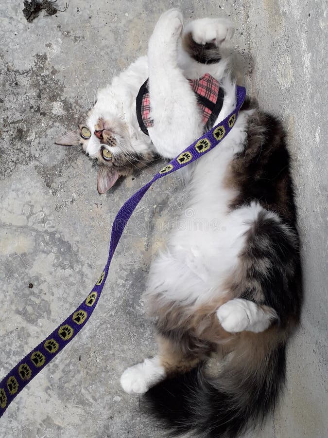 Medium Longhair Cat Glide in Harness on Cement Stock Photo - Image of ...