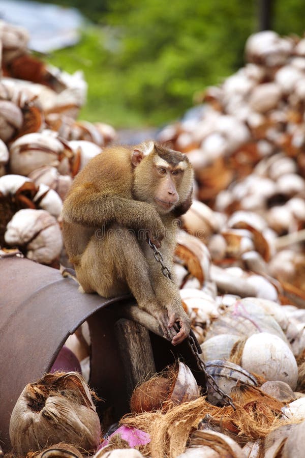 459 Monkey Coconut Tree Stock Photos - Free & Royalty-Free Stock Photos ...