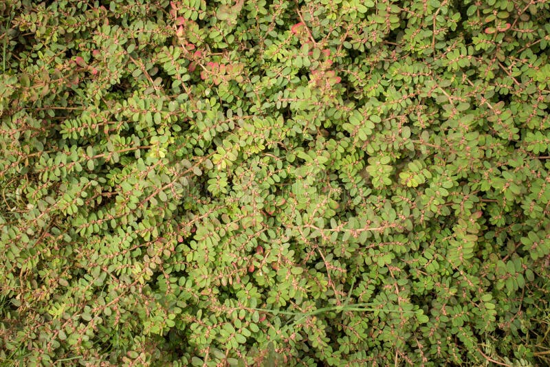Medium Overhead View of Green Ground Level Vegetation Stock Image ...