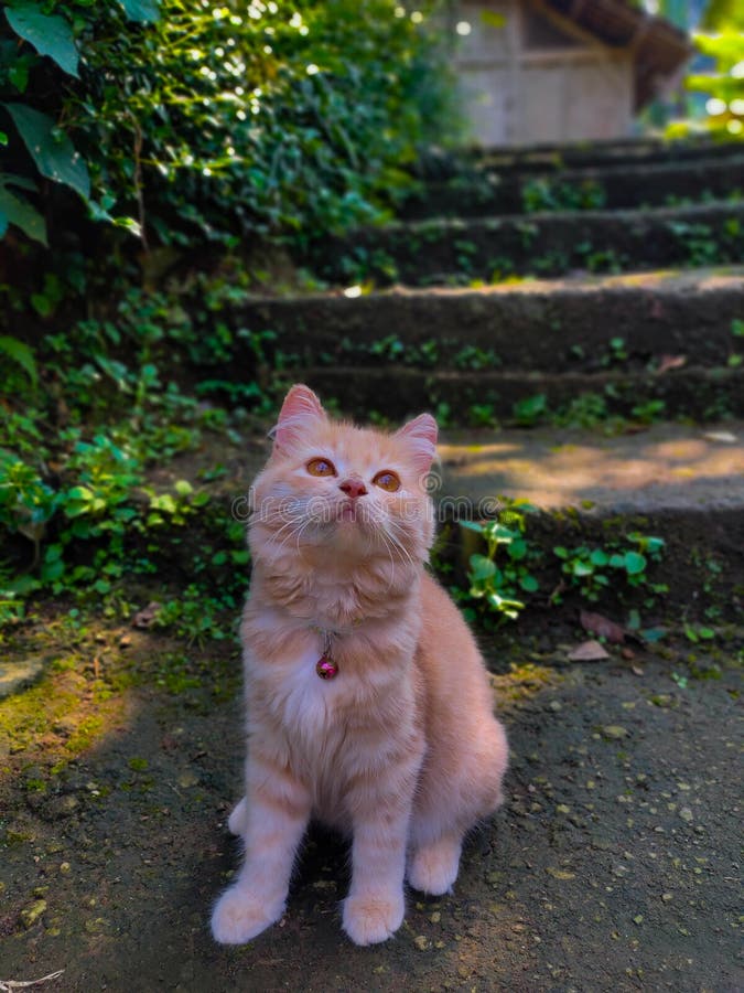 Medium Persian cat stock image. Image of persian, medium - 223319823