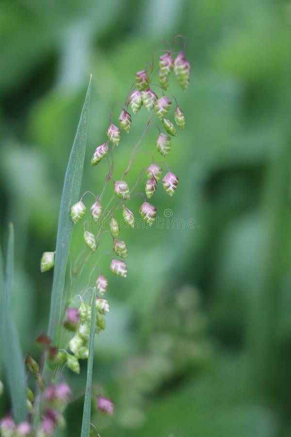 Medium Quaking grass stock photo. Image of quaking, maidenhair - 278671704