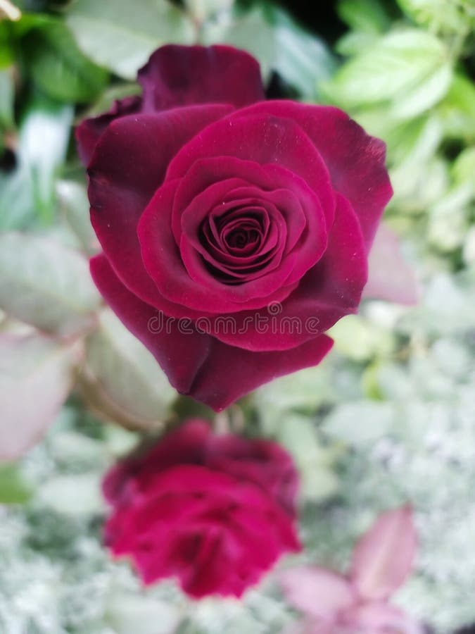 Medium Roses in Bloom Have a Very Charming Red Color Stock Photo ...