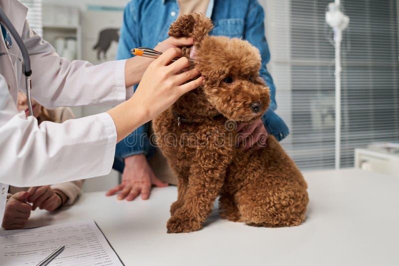 Vet Checking Dogs Ears during Appointment Stock Photo - Image of ...
