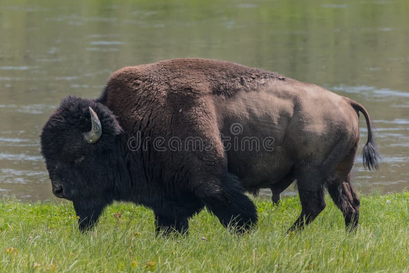 Medium Shot of American Bison Stock Photo - Image of horns, horizontal ...
