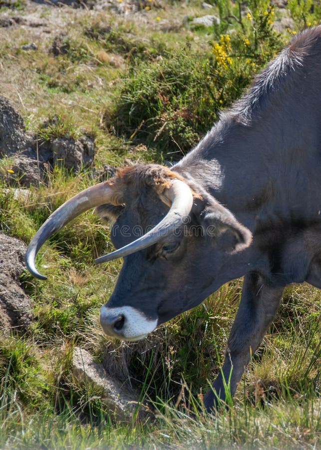 Black Bull Grazing Alone at Countryside Environment Stock Photo - Image ...