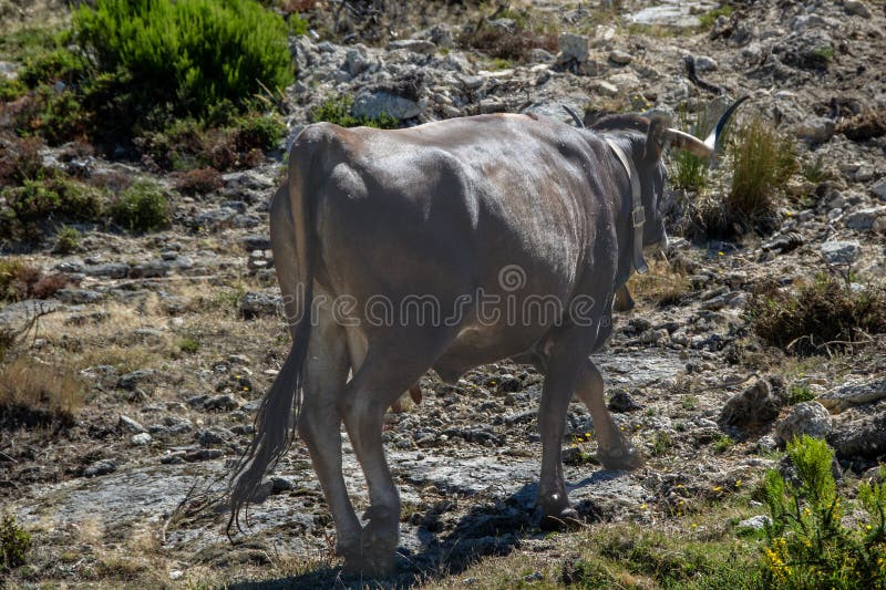 Black Bull Walking at Countryside Environment Stock Photo - Image of ...