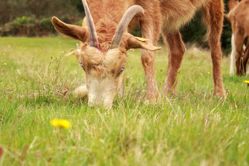 Medium Shot of a Blonde Goat Grazing Stock Photo - Image of mammal ...