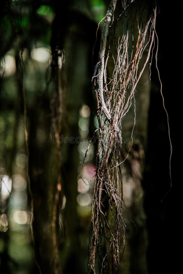 Medium Shot Dark Root Tree in the Forest with Bokeh Background Stock ...
