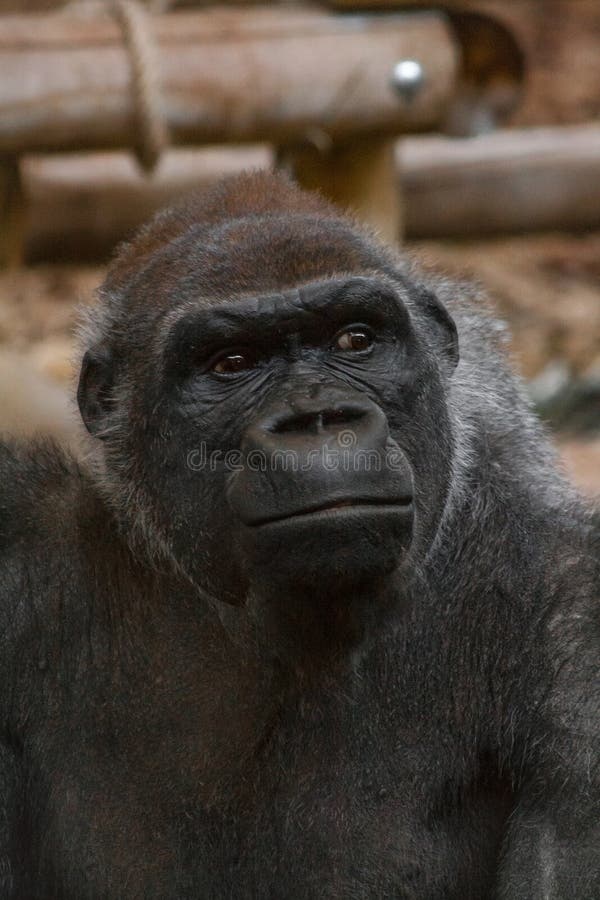 Gorilla Look, Look into the Eyes of a Beautiful Creature Stock Photo ...