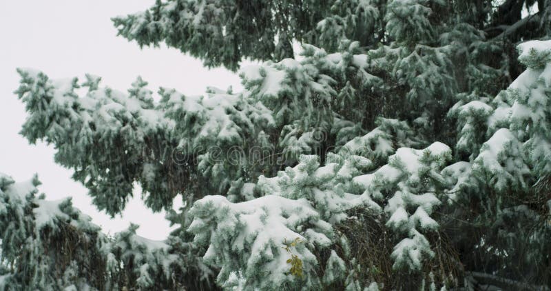 Snow Falling Fast on Pretty Pine Tree Stock Footage - Video of medium ...
