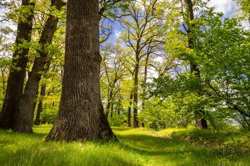 Sunlight Green Raw Trees Glade Forest Stock Image - Image of amazing ...
