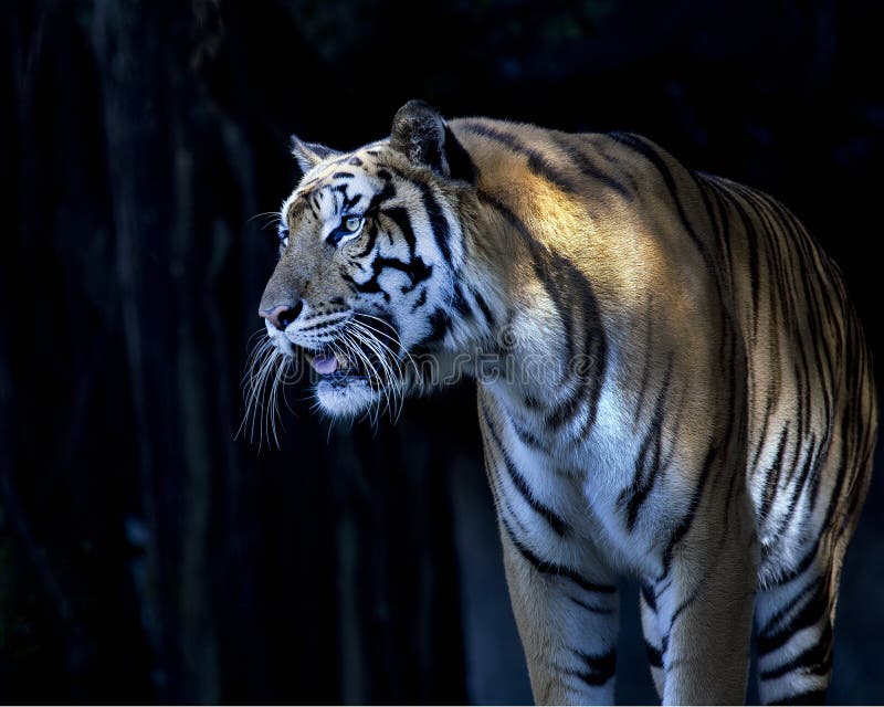 Medium Shot of a Tiger S Face with Bare Teeth of Bengal Tiger Stock ...