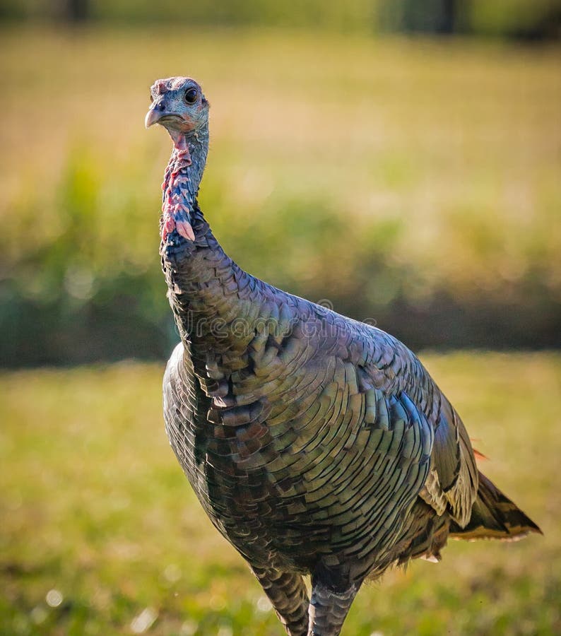 Medium shot of wild turkey stock photo. Image of largest - 110344972