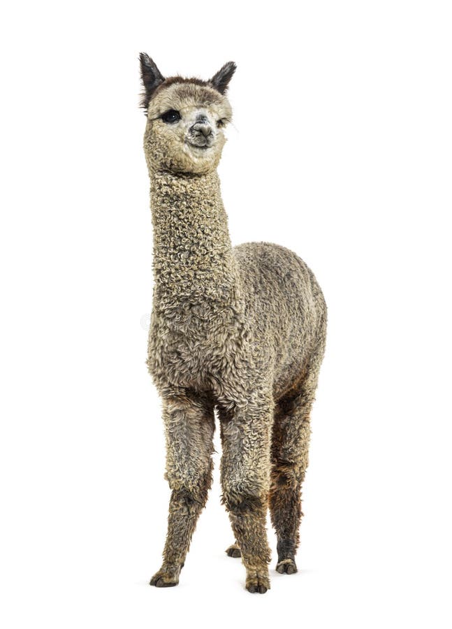 Medium Silver Grey Alpaca - Lama Pacos, Isolated Stock Image - Image of ...