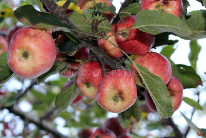 Small Apple Tree in the Fall 2 Stock Photo - Image of august, autumn ...