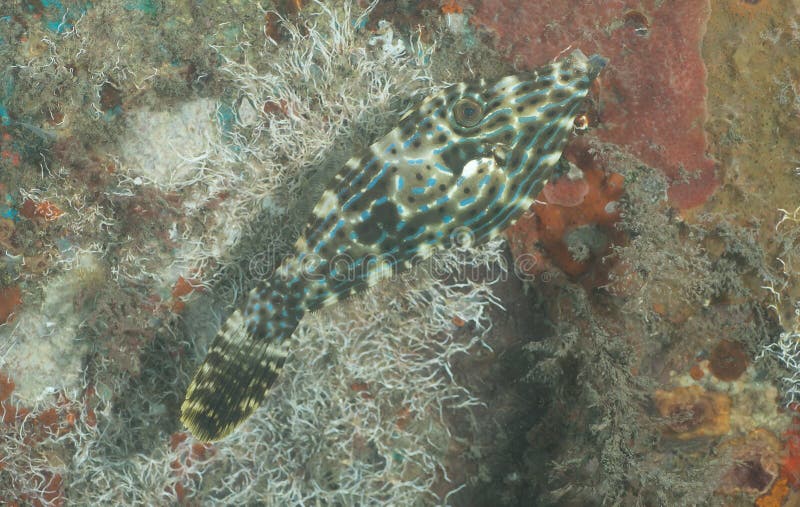 A Medium Size Fish Hovering Near the Hull of a Boat. Stock Photo ...