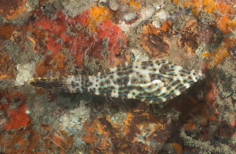 A Medium Size Fish Hovering Near the Hull of a Boat. Stock Image ...