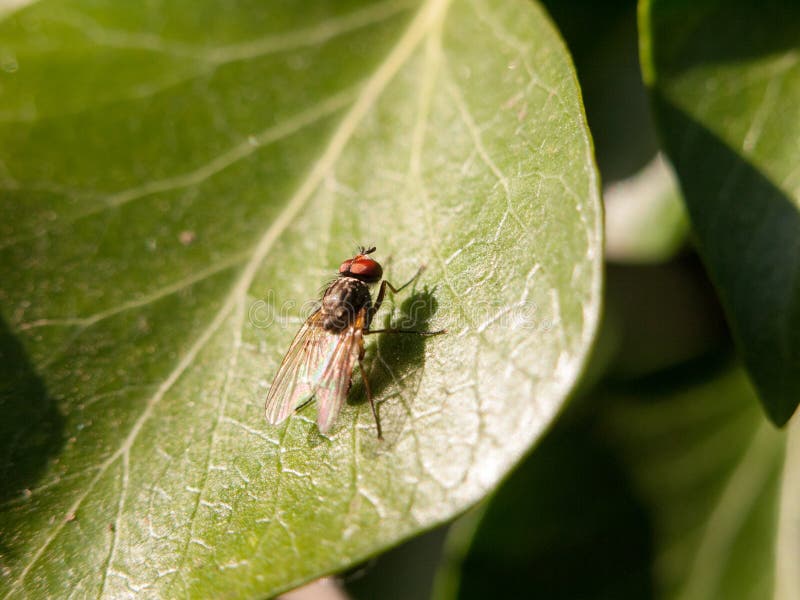 Medium Size Fly with Big Red Eyes Resting on a Leaf Not Moving M Stock ...