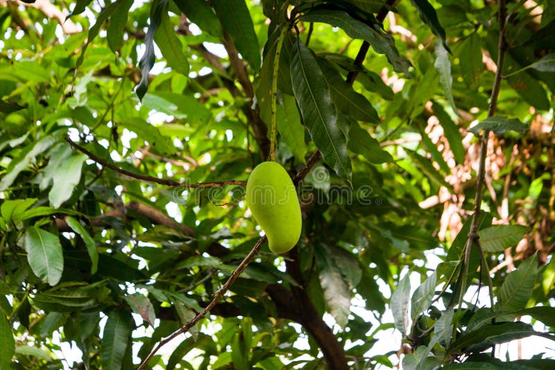 Medium Size Green Raw Mango Fruit on Mango Tree at Mango Plantation ...
