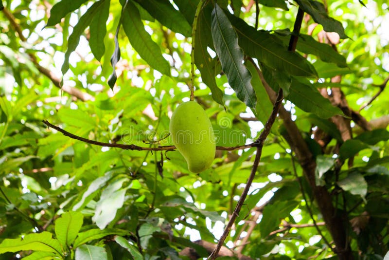 Medium Size Green Raw Mango Fruit on Mango Tree at Mango Plantation ...