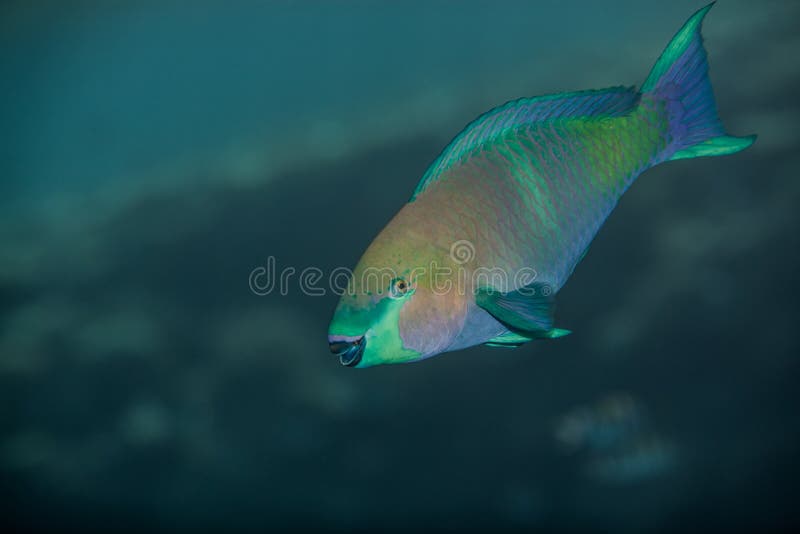 Medium Size Green Scarus Fish Stock Image - Image of blue, aquatic ...