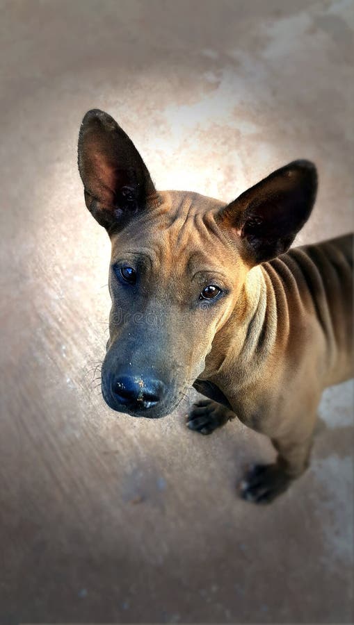 Medium Size Mixed Breed Brown Stray Dog Stock Image - Image of ...